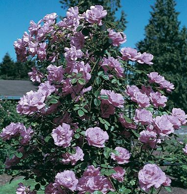 Climbing Rose Angel Face - The Rose Fanatic LLC