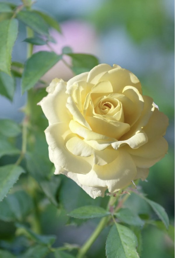 Chantilly Cream – Tree - The Rose Fanatic LLC
