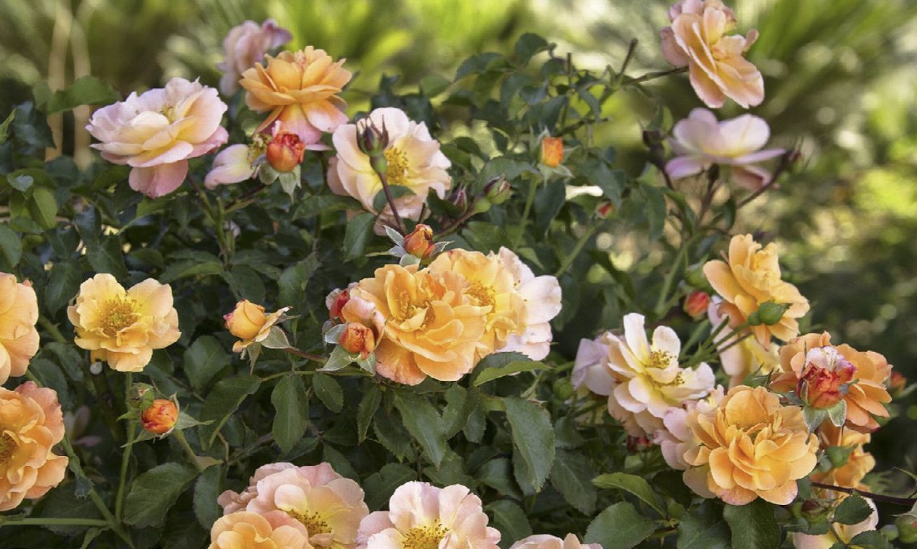 Forever Amber – Tree - The Rose Fanatic LLC